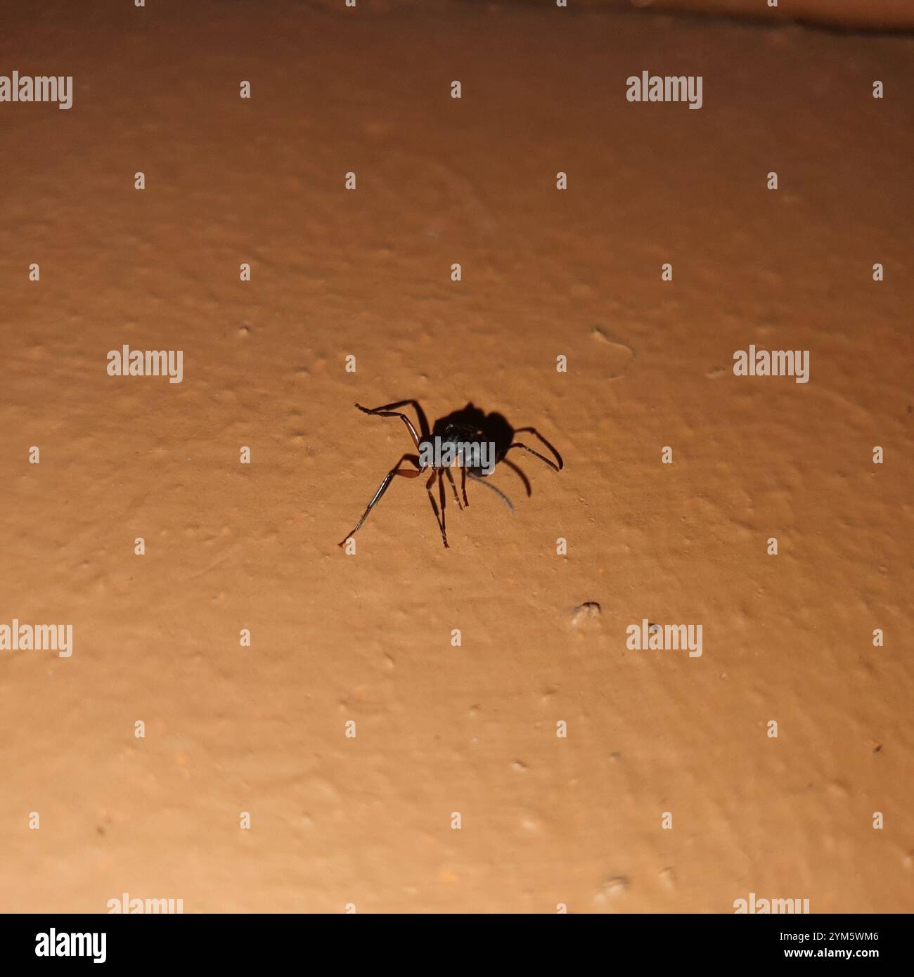 Southern Broad-nosed Spiny Ant (Polyrhachis femorata Stock Photo - Alamy