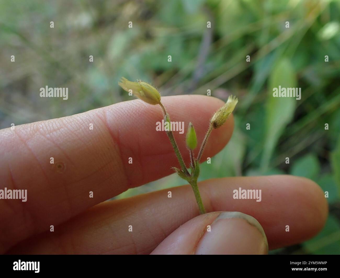 Common mouse-ear chickweed (Cerastium fontanum Stock Photo - Alamy