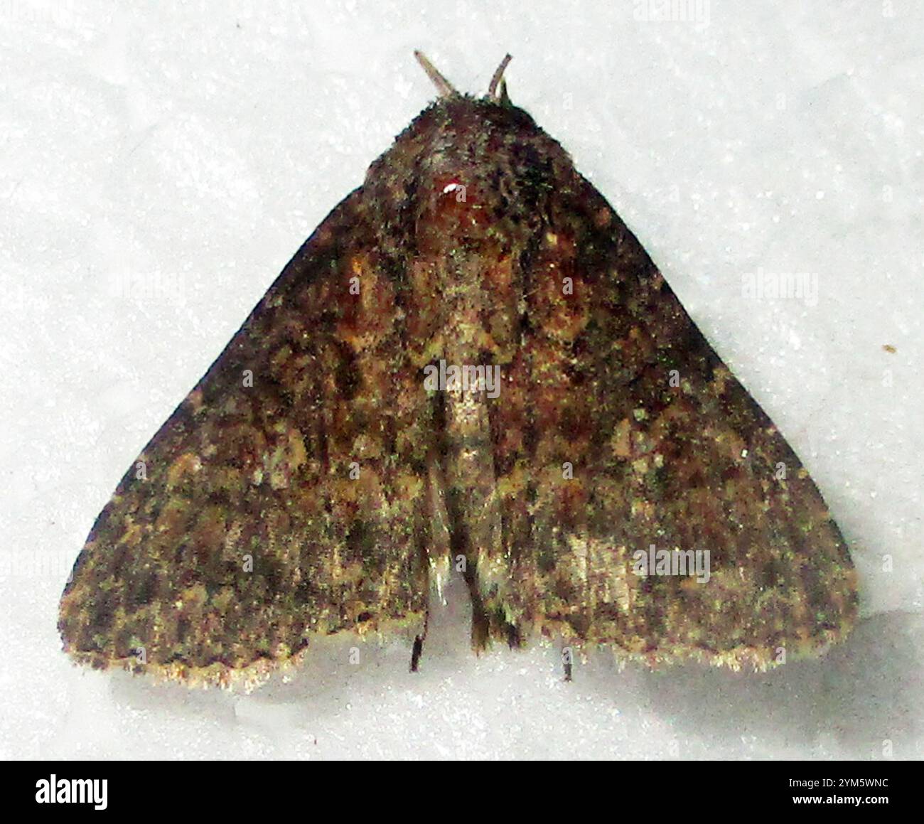 The African (Condica capensis Stock Photo - Alamy