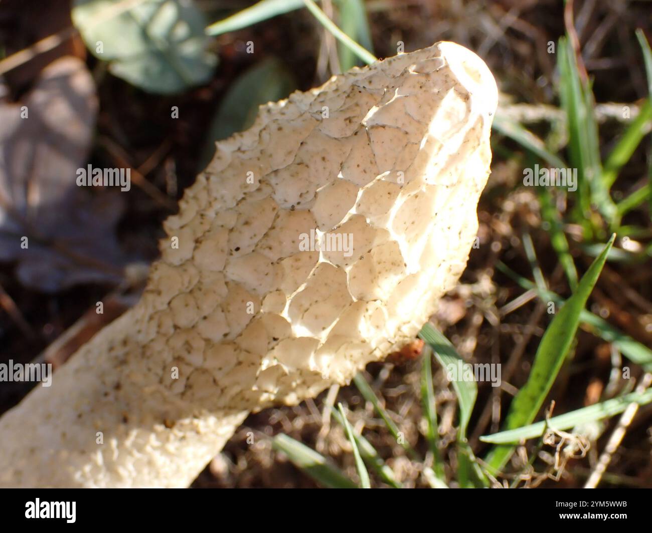 common stinkhorn (Phallus impudicus Stock Photo - Alamy
