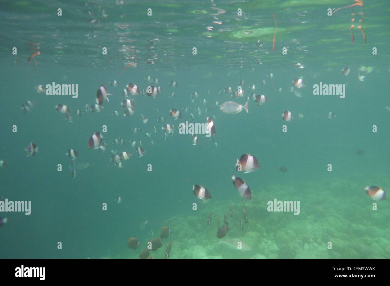 Black Pyramid Butterflyfish (Hemitaurichthys zoster Stock Photo - Alamy