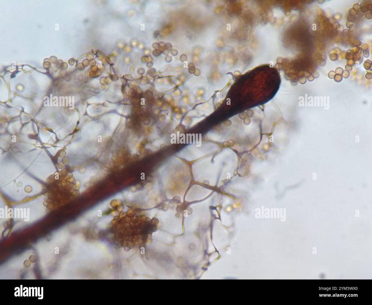 Flavogenita hi-res stock photography and images - Alamy