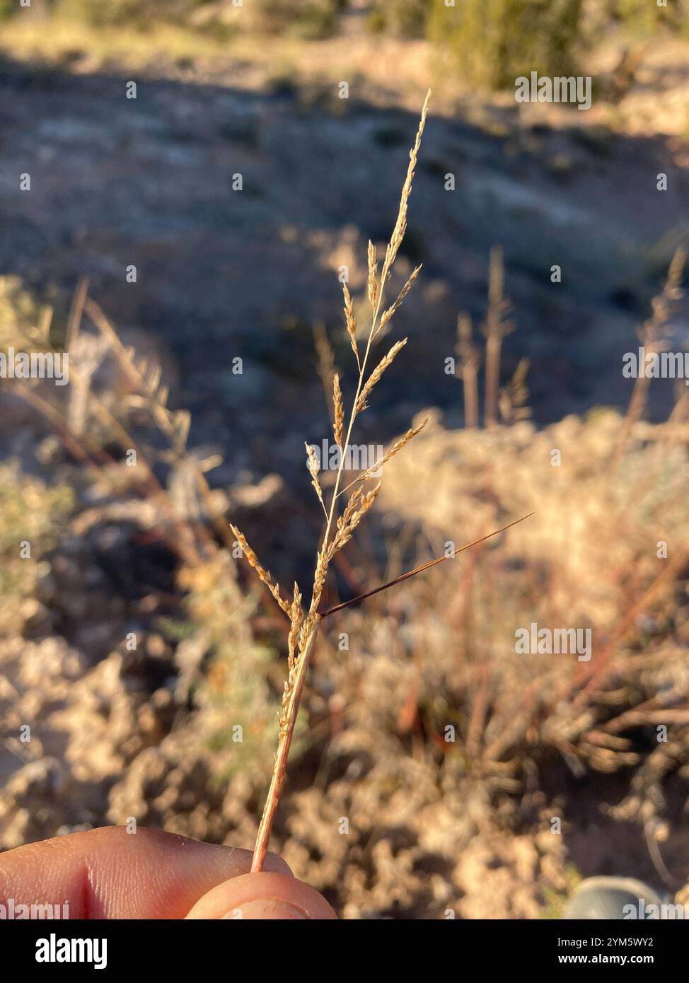 Sand Dropseed (Sporobolus cryptandrus Stock Photo - Alamy
