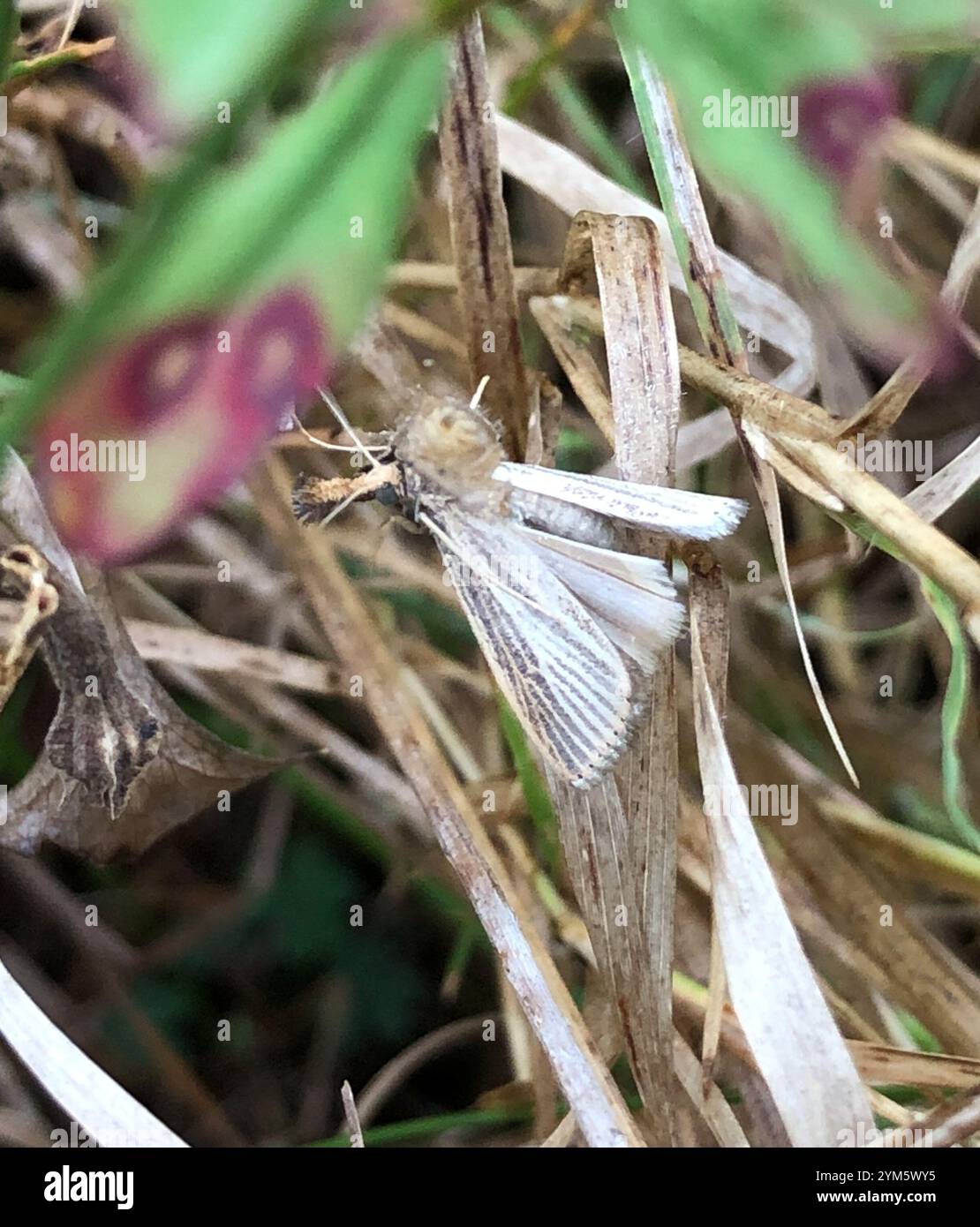 Vagabond Sod Webworm Moth (Agriphila vulgivagellus Stock Photo - Alamy