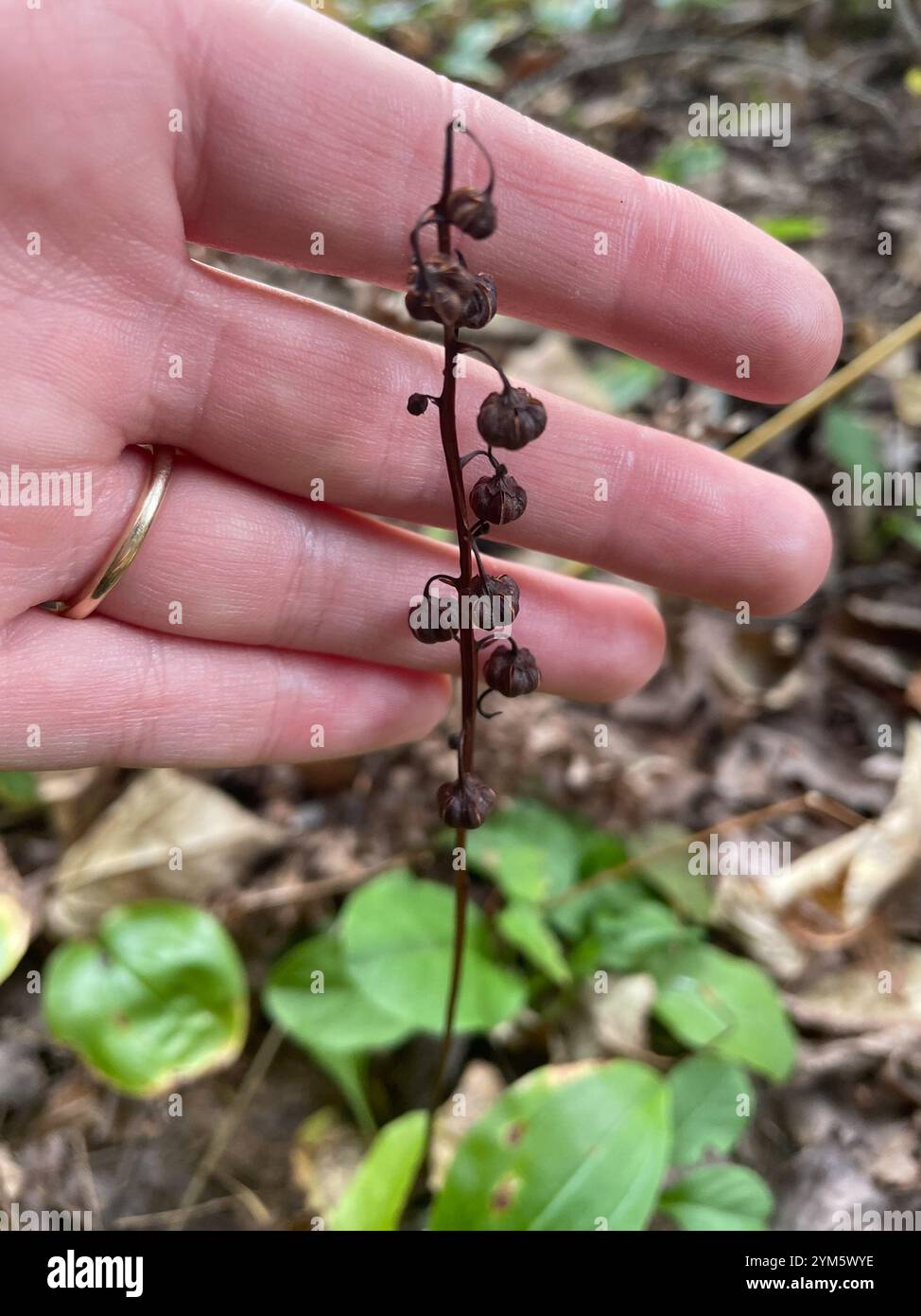 shinleaf (Pyrola elliptica Stock Photo - Alamy