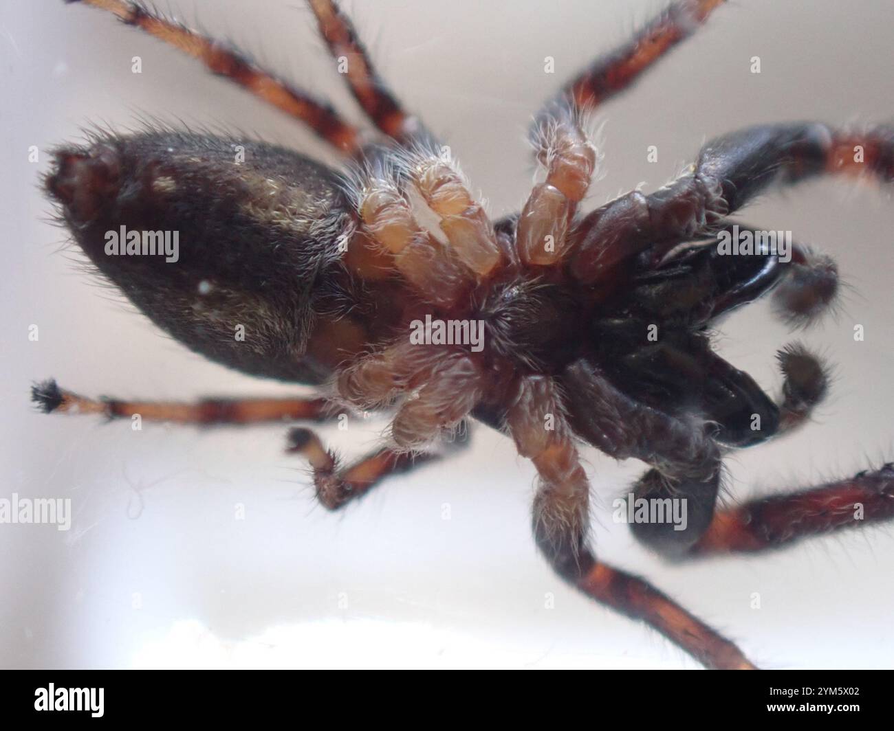 Bronze Jumping Spider (Eris militaris Stock Photo - Alamy