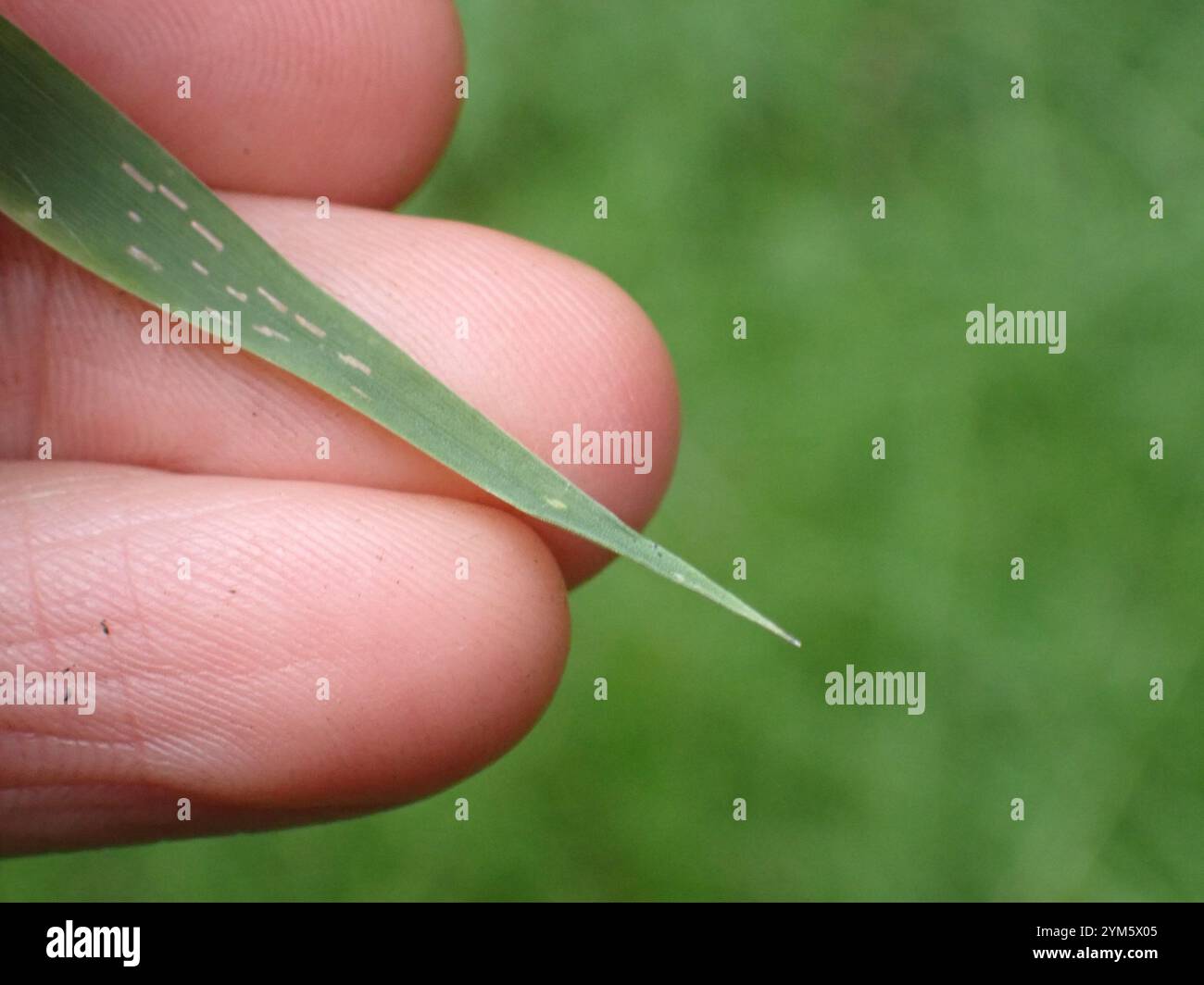 drooping woodreed (Cinna latifolia Stock Photo - Alamy