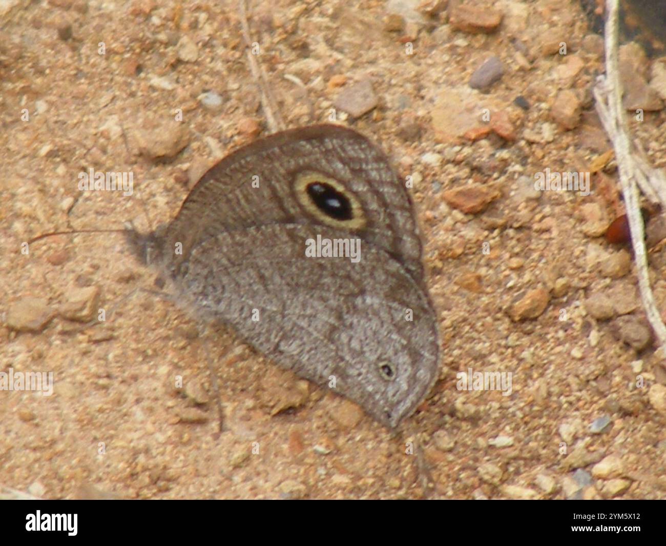 (Ypthima asterope asterope Stock Photo - Alamy