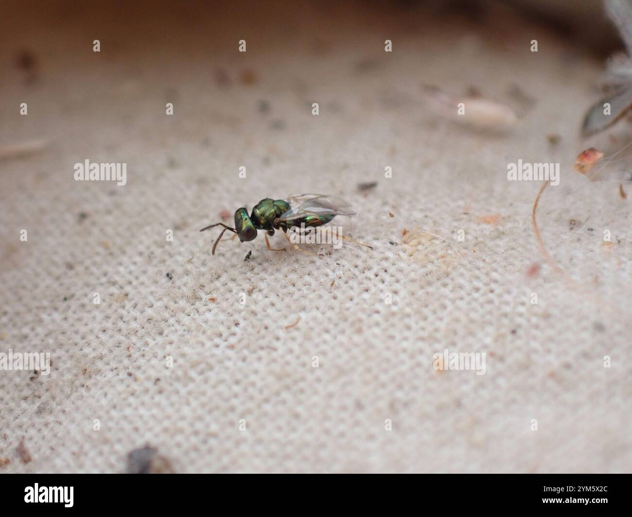 Pteromalidae hi-res stock photography and images - Alamy
