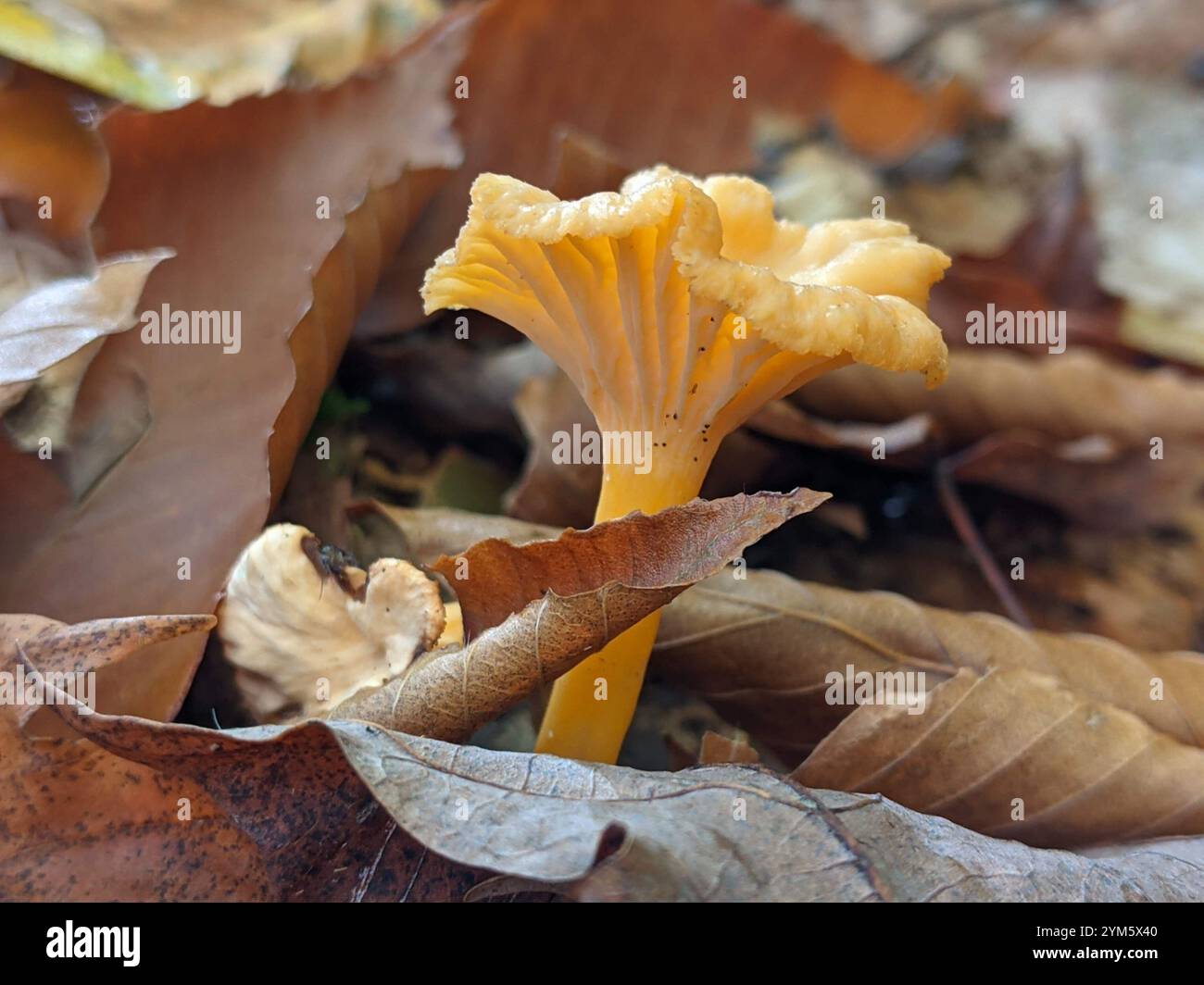 Yellowfoot (Craterellus tubaeformis Stock Photo - Alamy