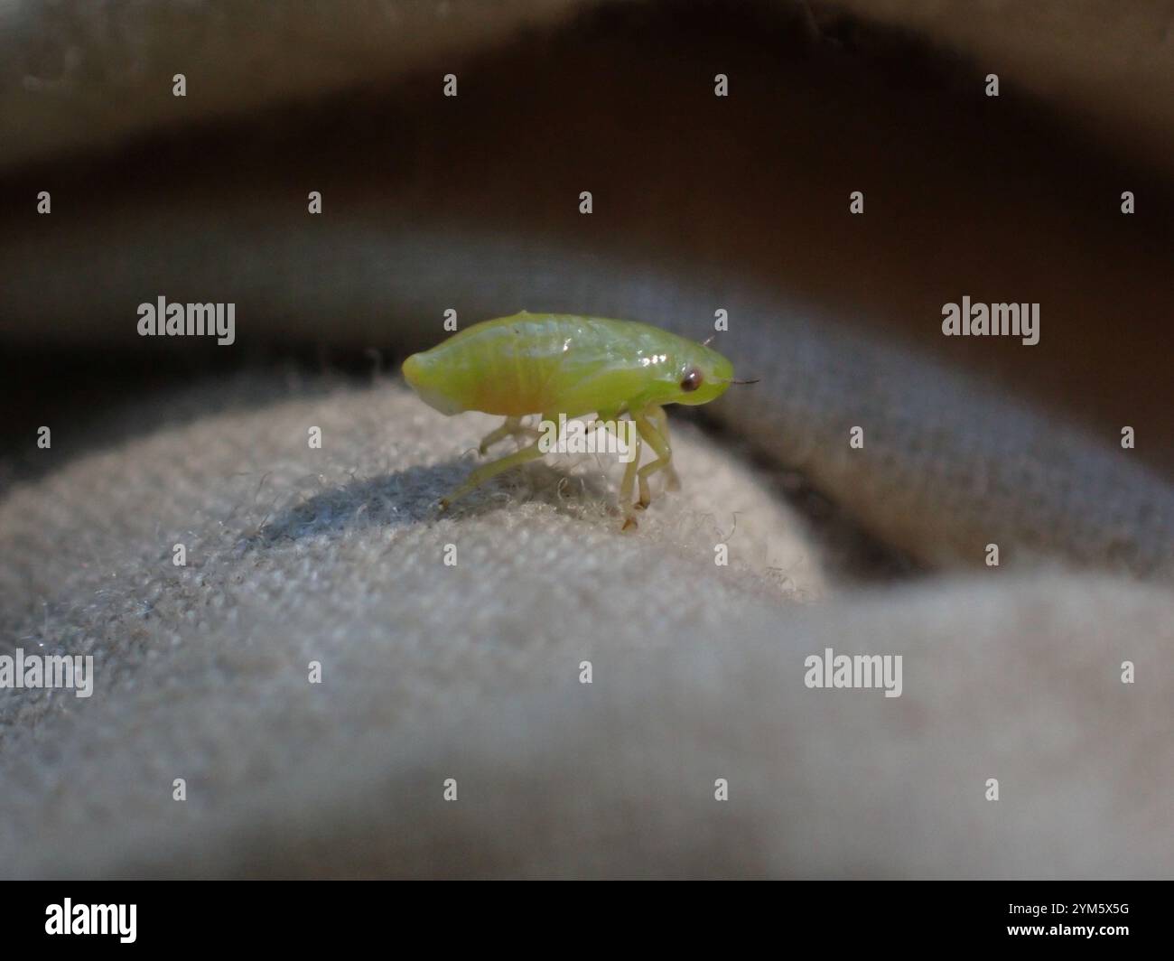Meadow Spittlebug (Philaenus spumarius Stock Photo - Alamy