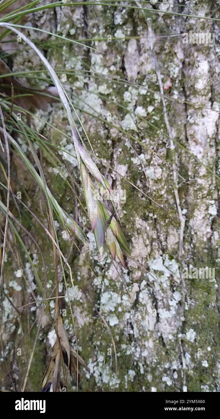 southern needleleaf airplant (Tillandsia setacea Stock Photo - Alamy