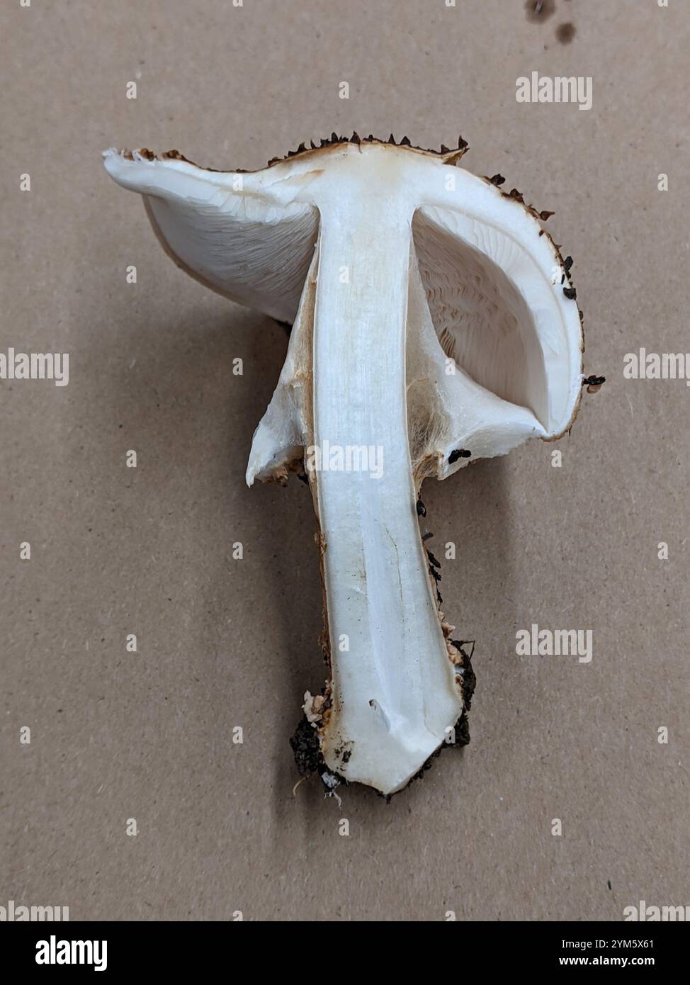 Freckled Dapperling (Echinoderma asperum Stock Photo - Alamy