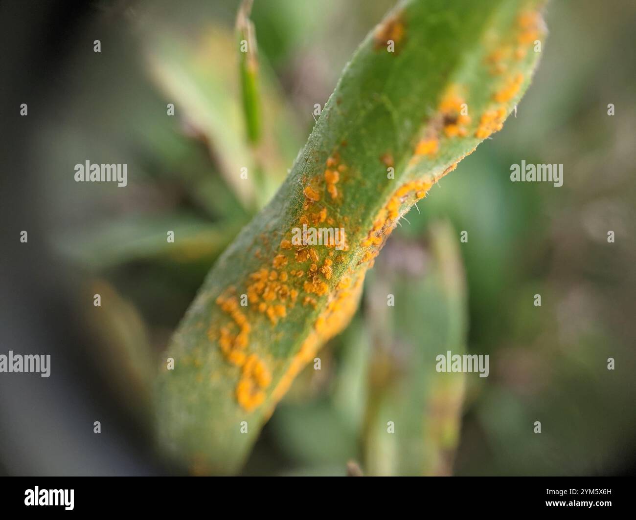 rust fungi (Pucciniales Stock Photo - Alamy