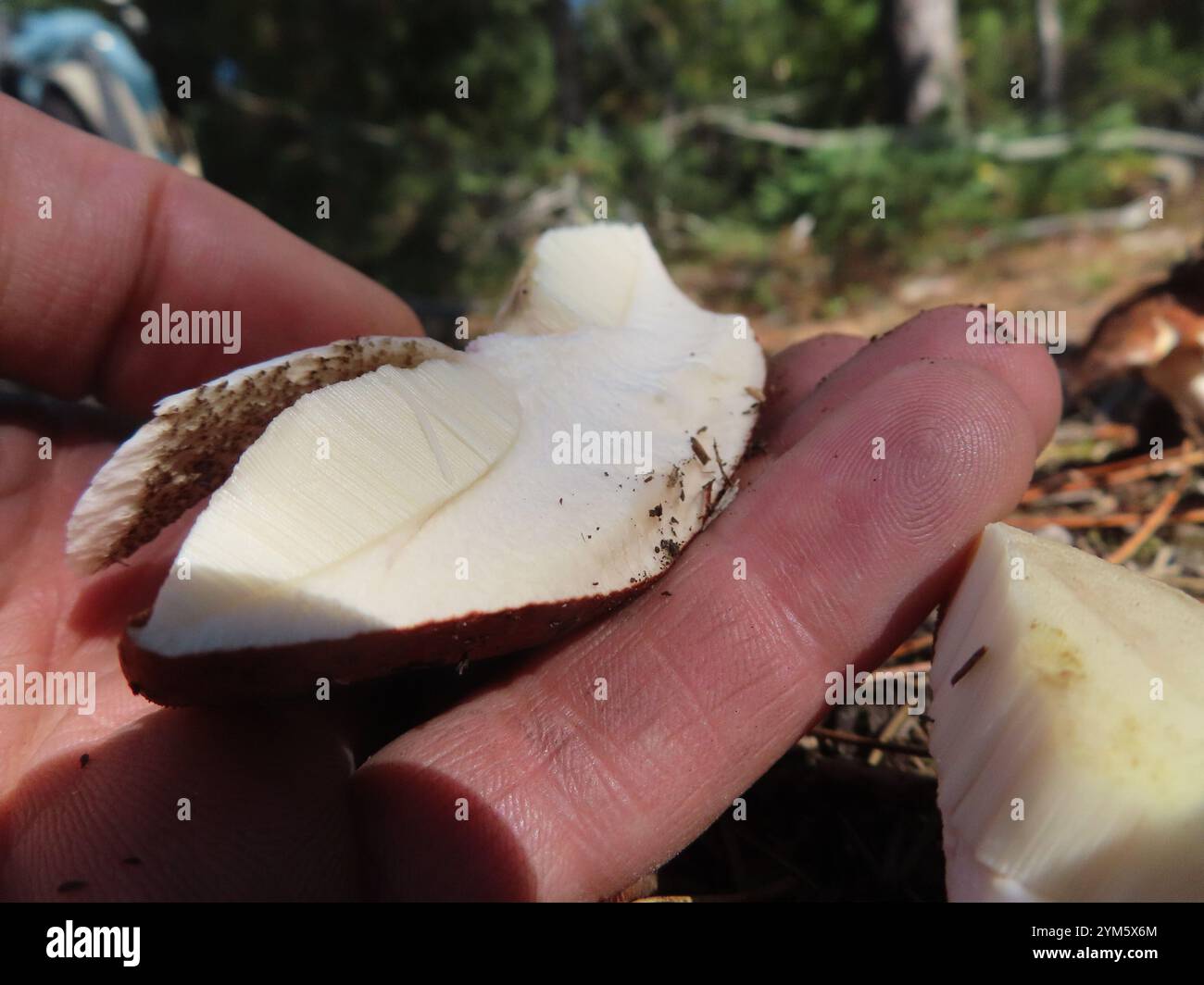 Red-capped Scaber Stalk (Leccinum aurantiacum Stock Photo - Alamy
