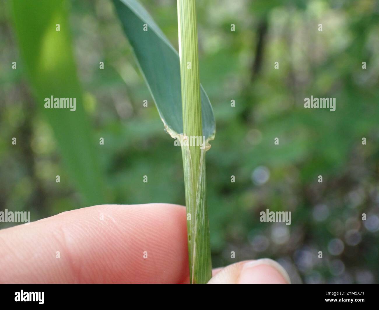blue wild rye (Elymus glaucus Stock Photo - Alamy