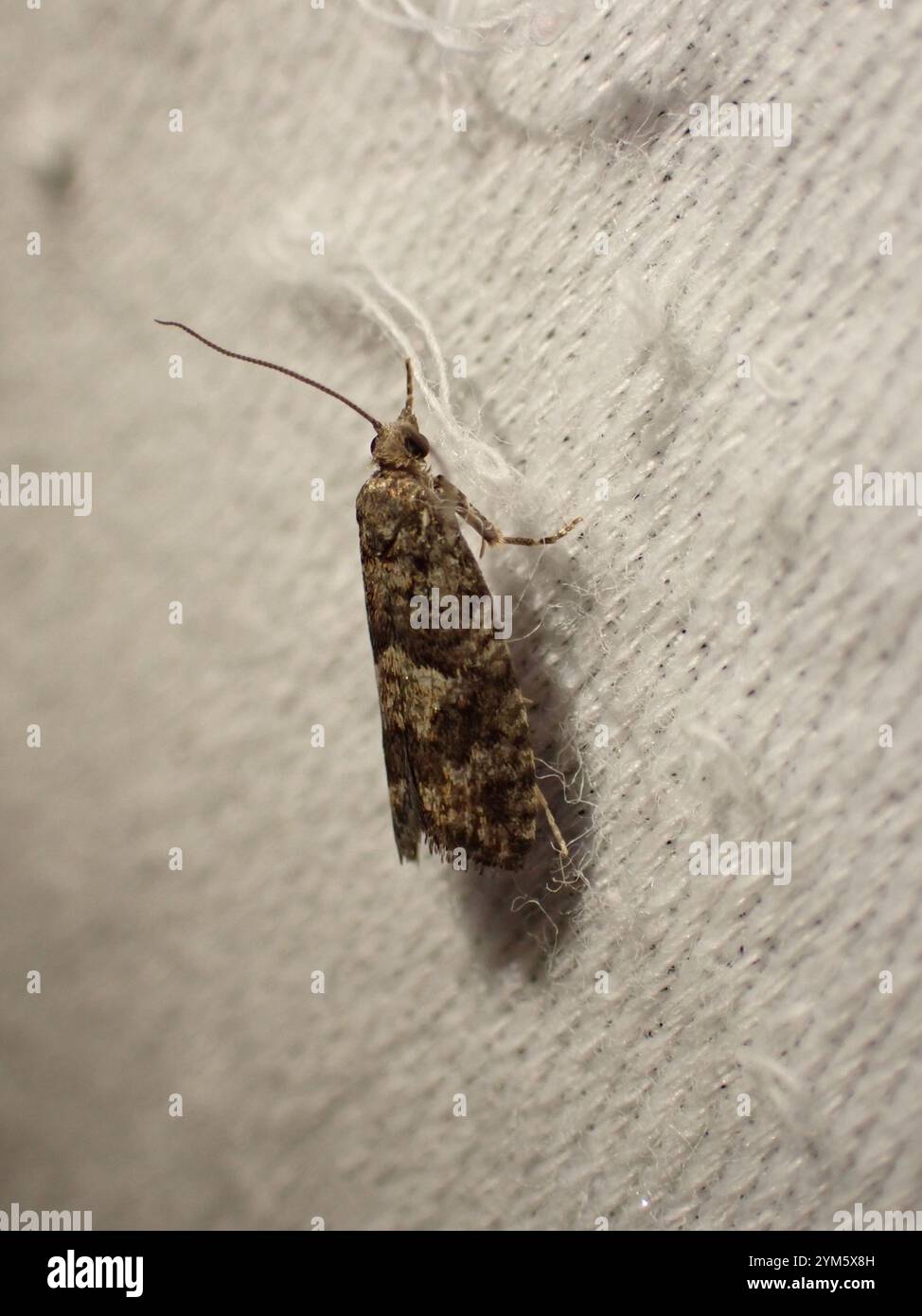 Tortricid Leafroller Moths (Tortricidae Stock Photo - Alamy