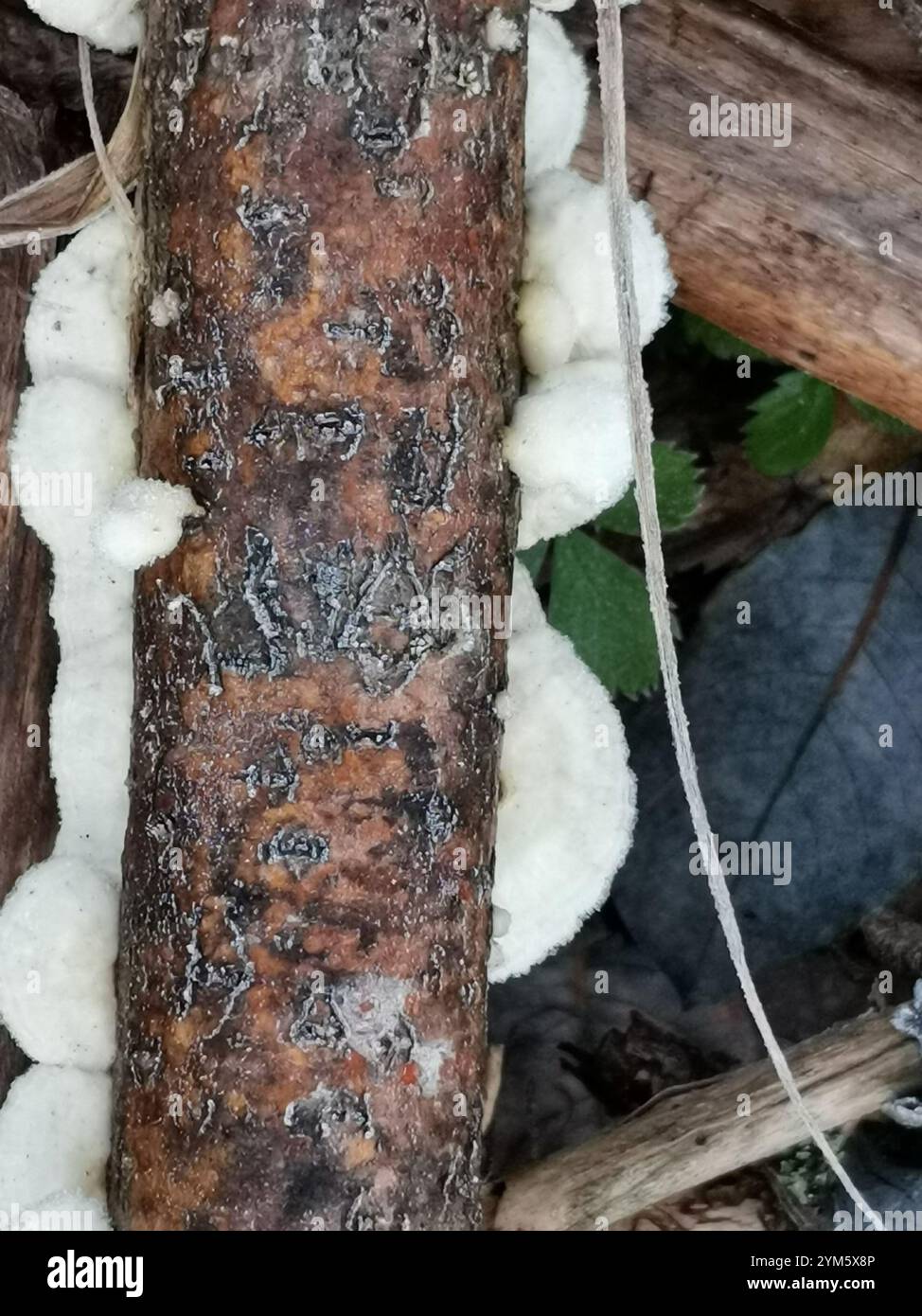 Milk-white Toothed Polypore (Irpex lacteus Stock Photo - Alamy