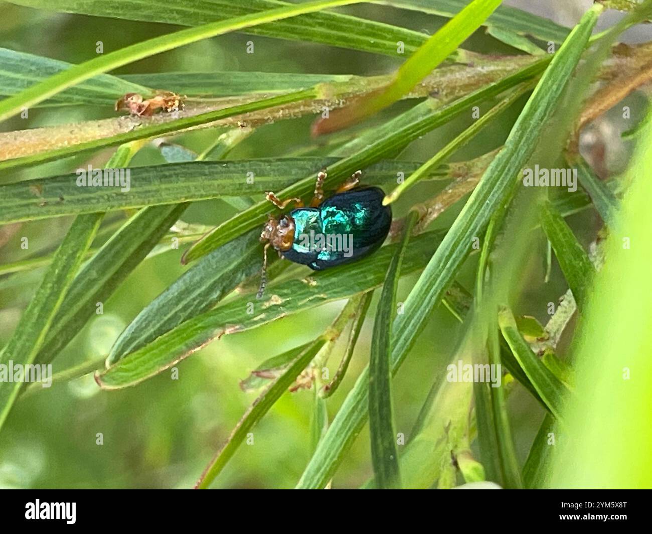 Acacia beetle hi-res stock photography and images - Alamy