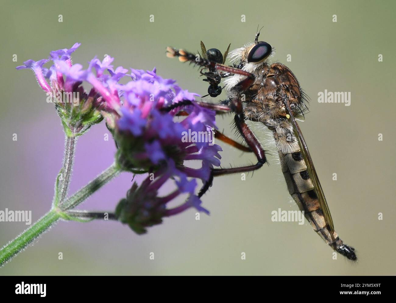 Maroon-legged Lion Fly (Promachus hinei Stock Photo - Alamy