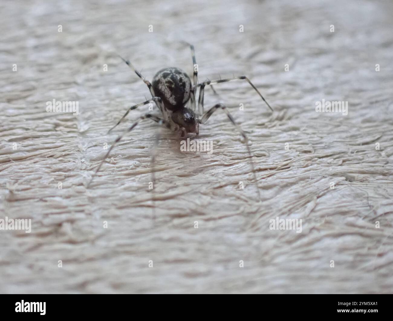 Sheetweb and Dwarf Weavers (Linyphiidae Stock Photo - Alamy