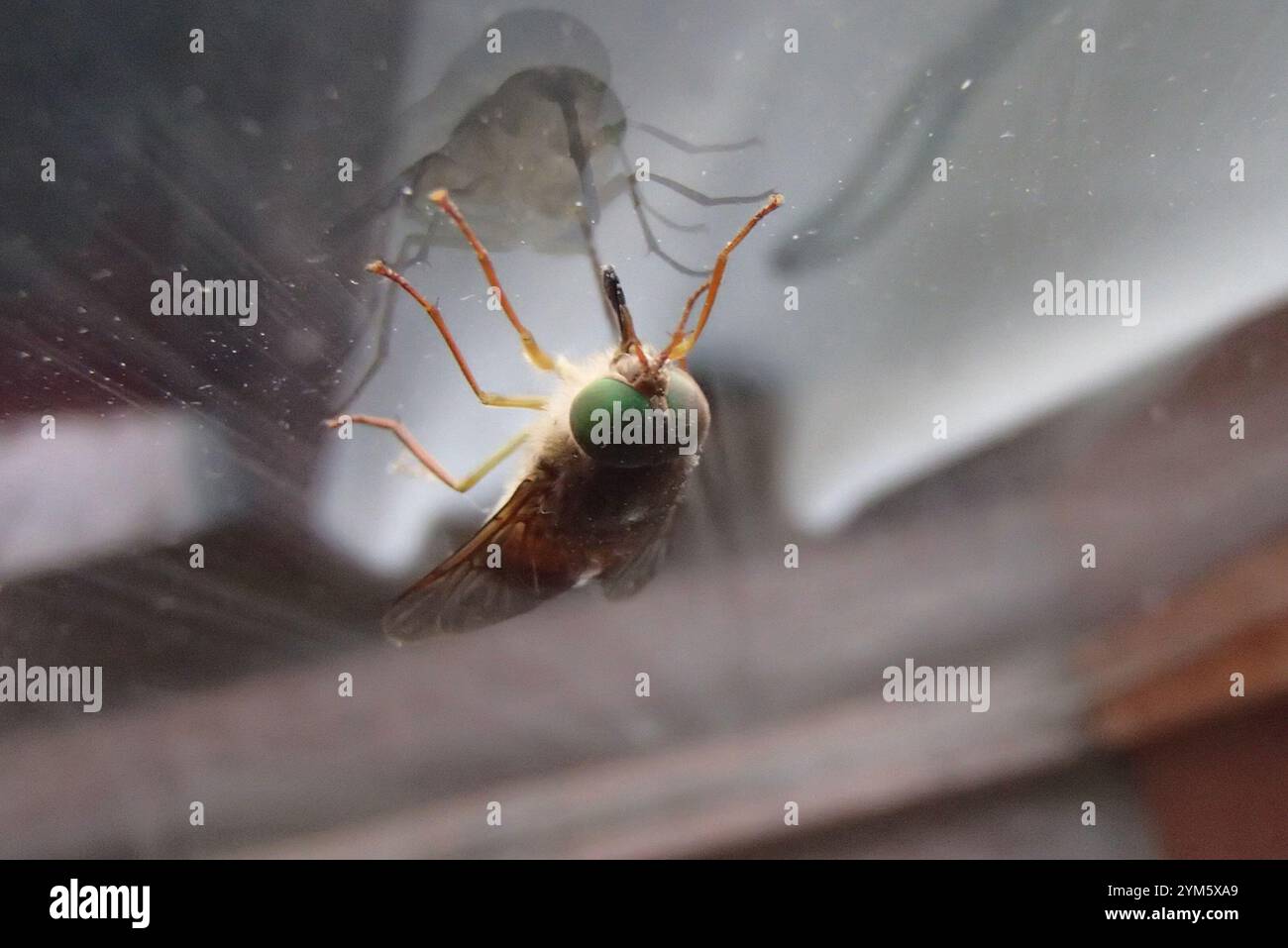 Horse and Deer Flies (Tabanidae Stock Photo - Alamy