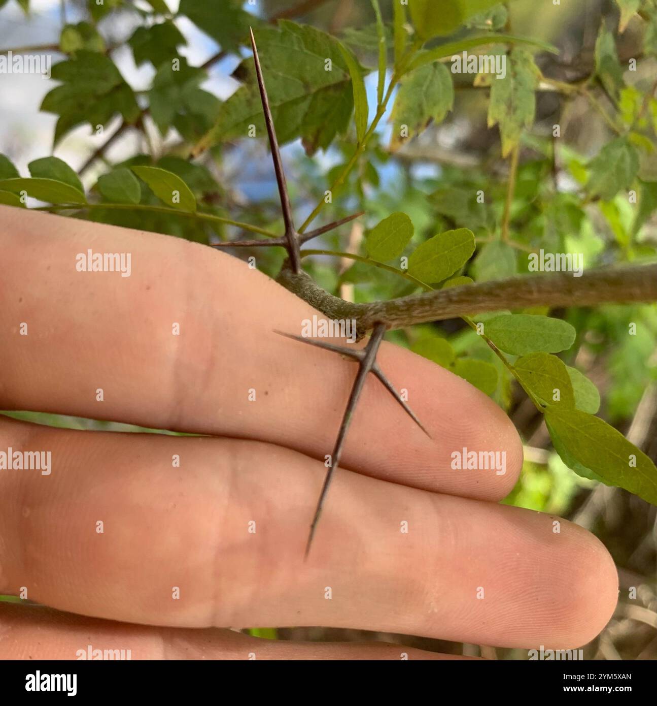 Gleditsia aquatica hi-res stock photography and images - Alamy