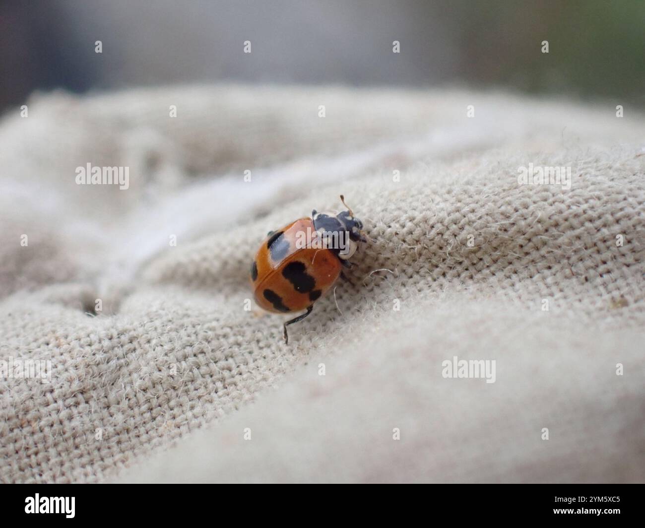 Two-spotted Lady Beetle (Adalia bipunctata Stock Photo - Alamy