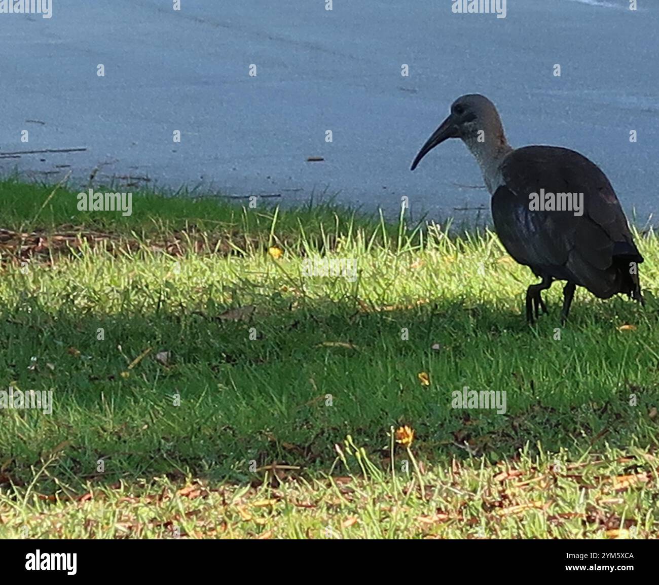 Southern Hadada Ibis (Bostrychia hagedash hagedash Stock Photo - Alamy