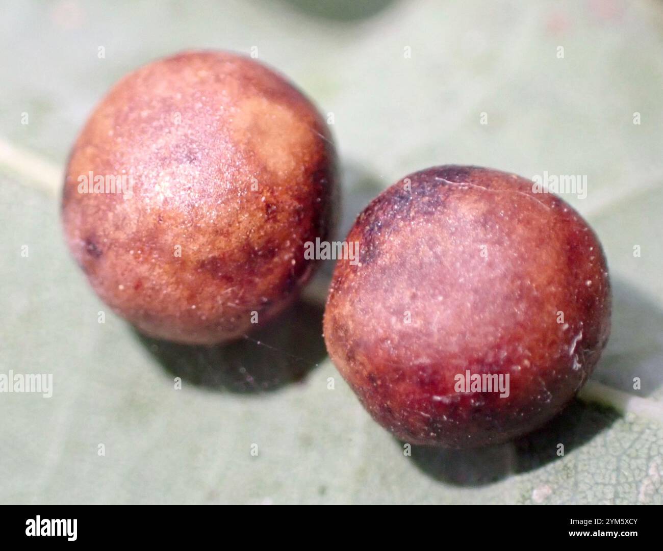 Pea Gall Wasp (Cynips divisa Stock Photo - Alamy