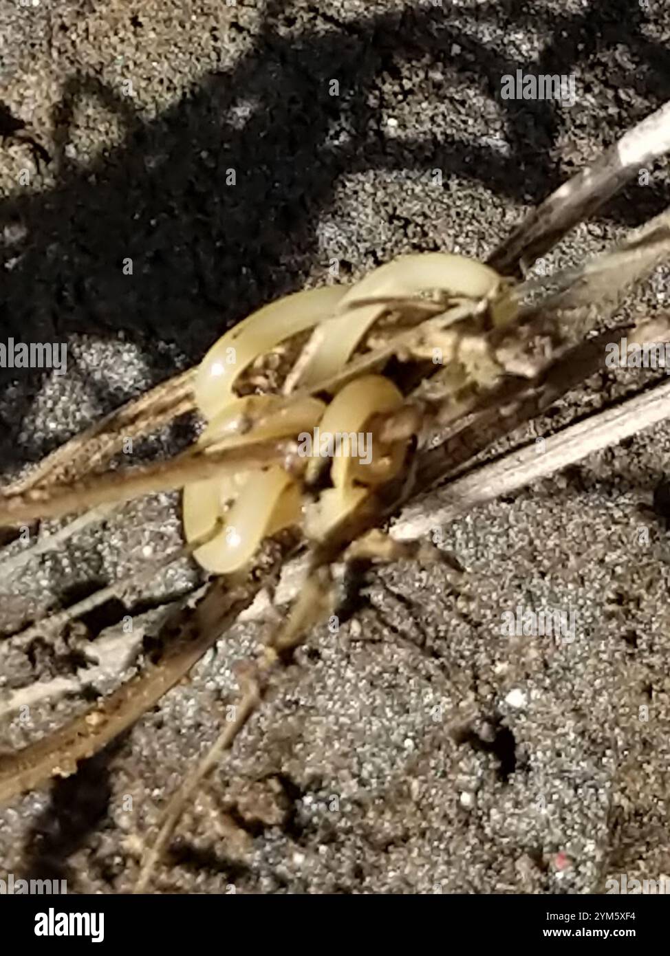 Downy Yellowjacket (Vespula flavopilosa Stock Photo - Alamy