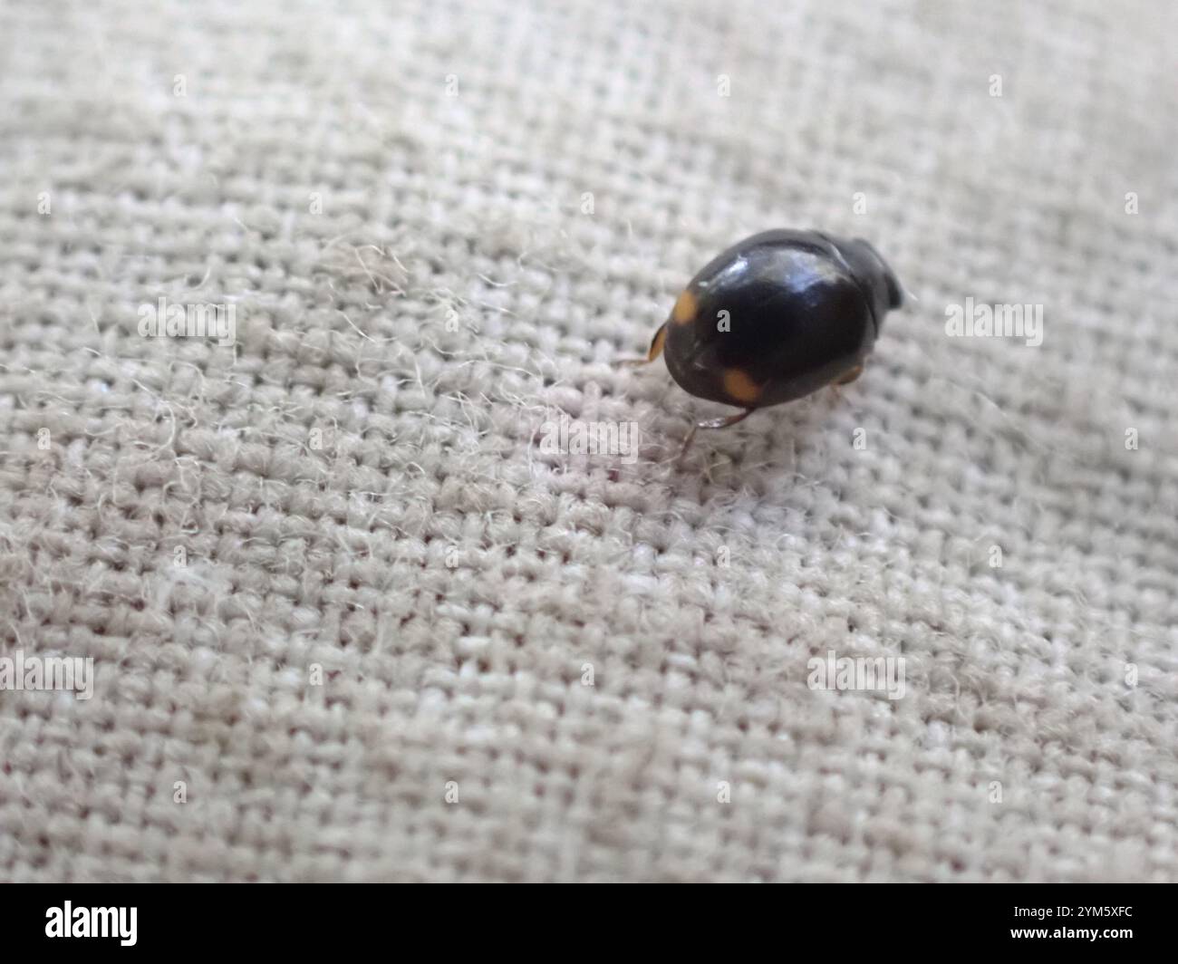 Sigil Lady Beetles (Hyperaspis Stock Photo - Alamy