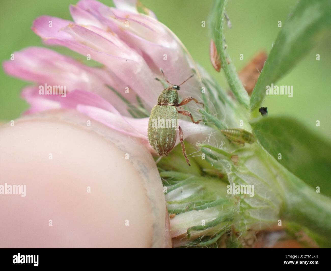 Black-beaked green weevil (Hypera nigrirostris Stock Photo - Alamy
