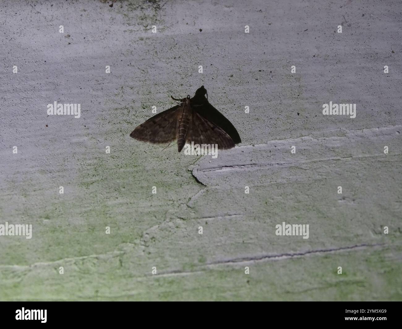 Dusky Herpetogramma Moth (Herpetogramma phaeopteralis Stock Photo - Alamy