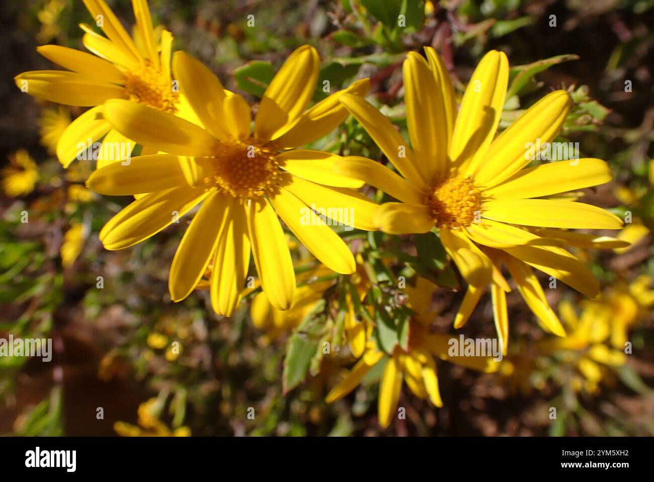 Bietou (Osteospermum moniliferum Stock Photo - Alamy