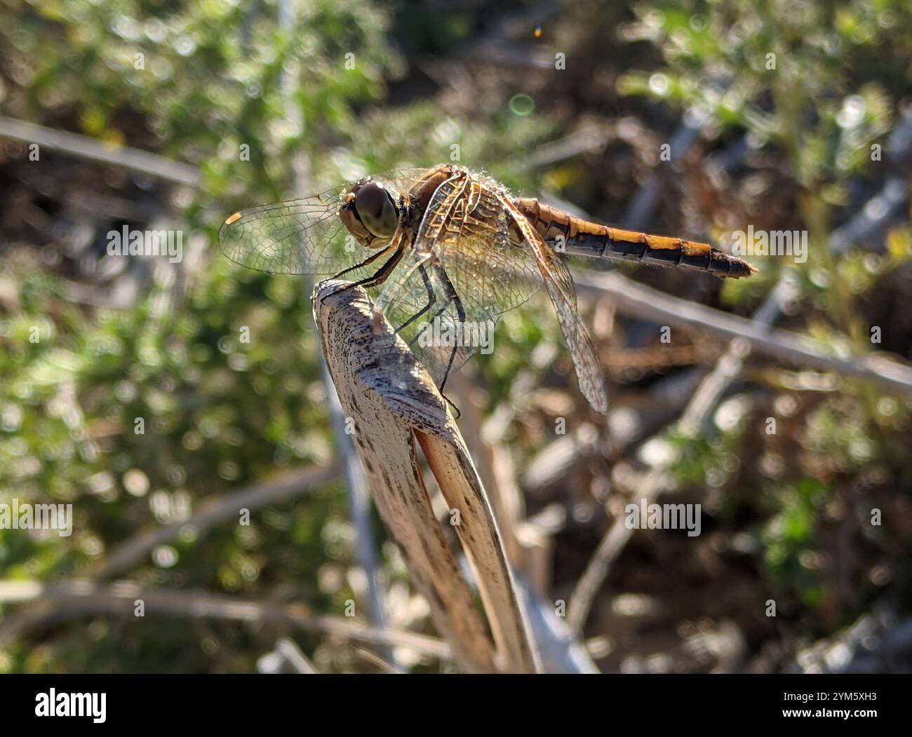 Band winged meadowhawk hi-res stock photography and images - Alamy