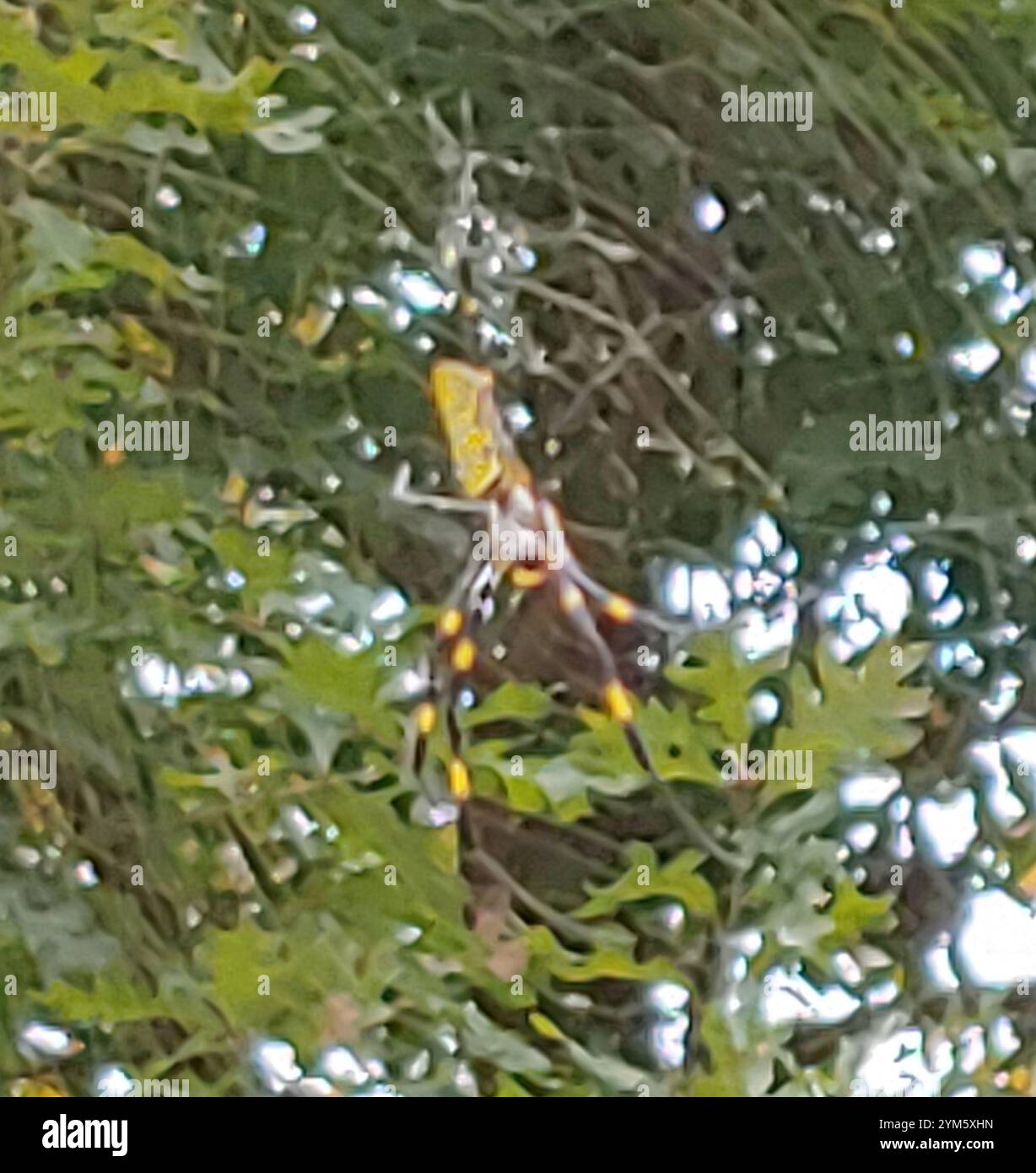 Joro Spider (Trichonephila clavata Stock Photo - Alamy