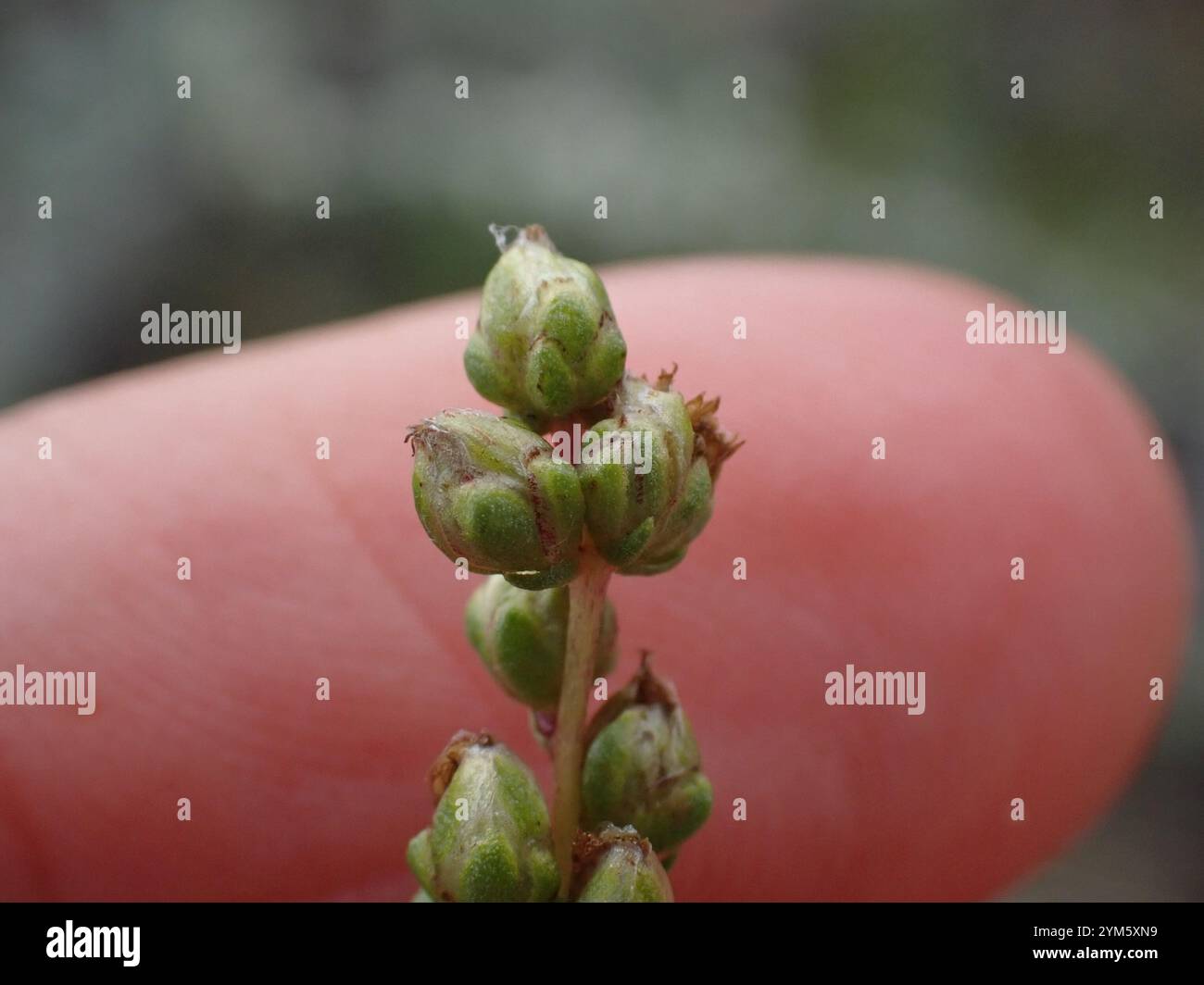 Field Sagewort (Artemisia campestris Stock Photo - Alamy