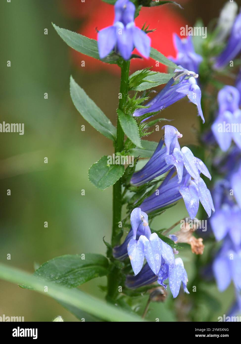 Great Blue Lobelia Lobelia Siphilitica Stock Photo Alamy