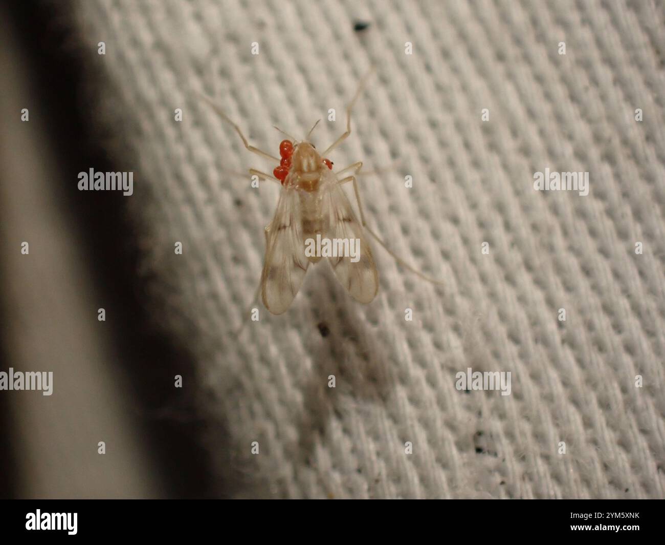 Non-biting Midges (Chironomidae Stock Photo - Alamy