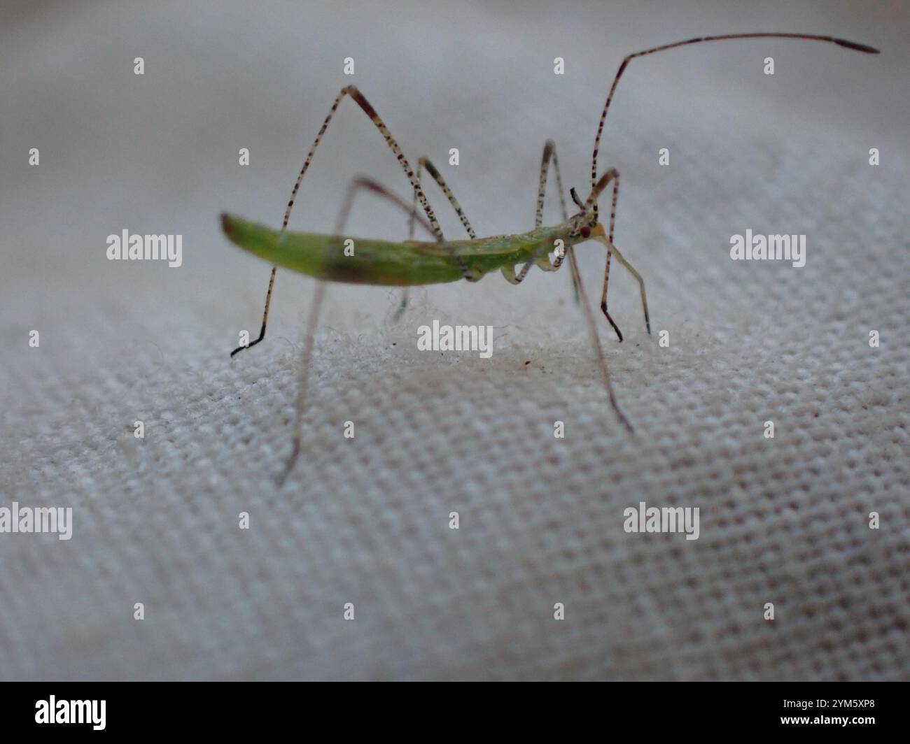 Stilt Bugs (Berytidae Stock Photo - Alamy