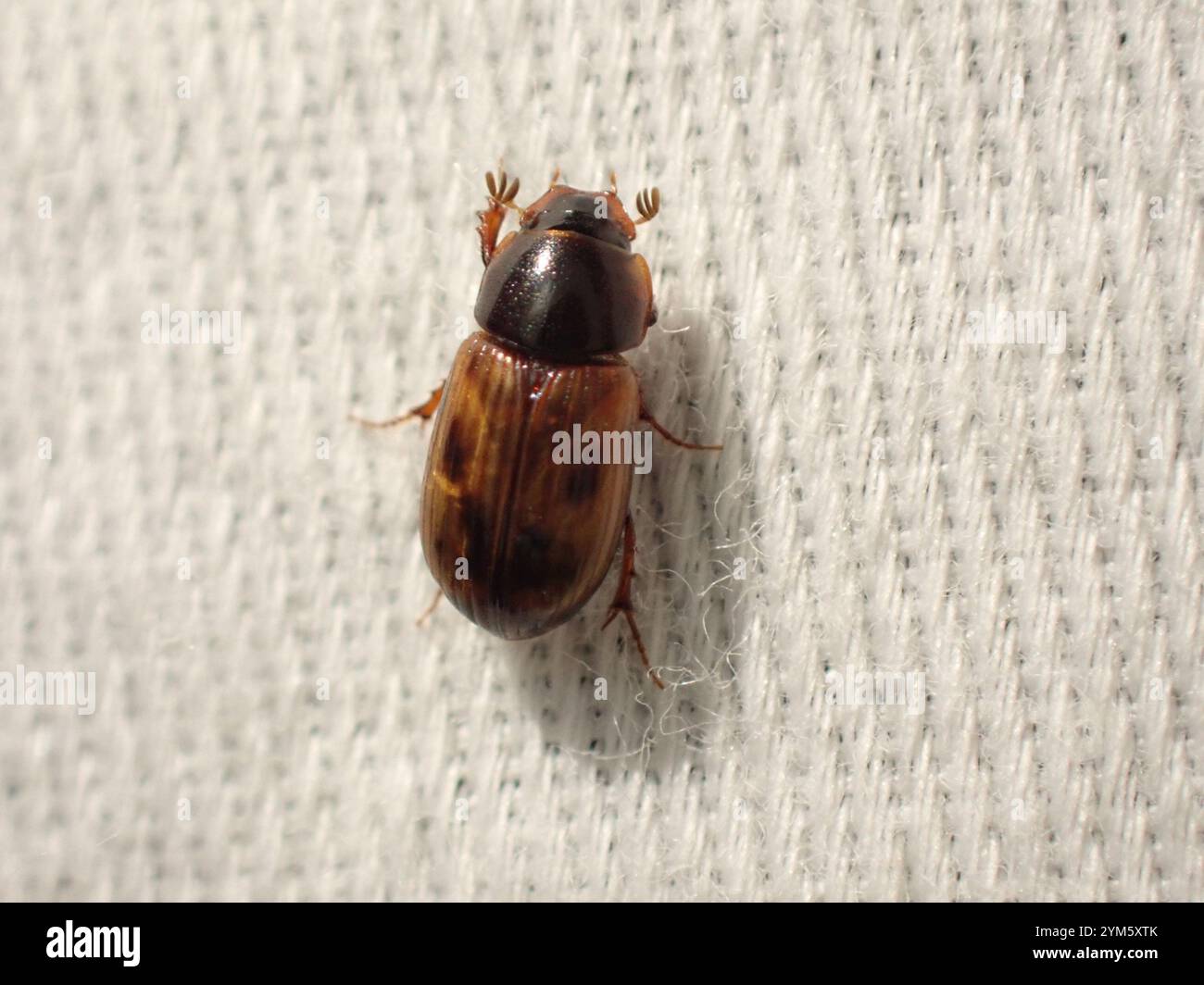 Small Dung Beetles (Aphodiinae Stock Photo - Alamy