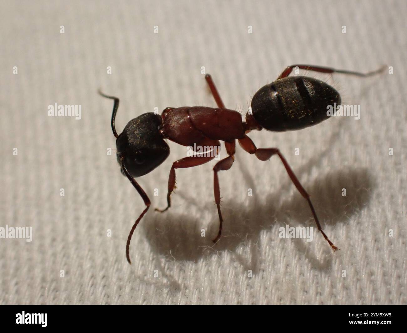 Bicolored Carpenter Ant (Camponotus vicinus Stock Photo - Alamy