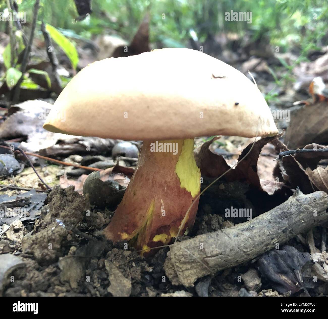 Two colored bolete hi-res stock photography and images - Alamy