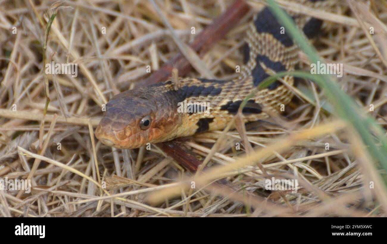 Pantherophis vulpinus hi-res stock photography and images - Alamy