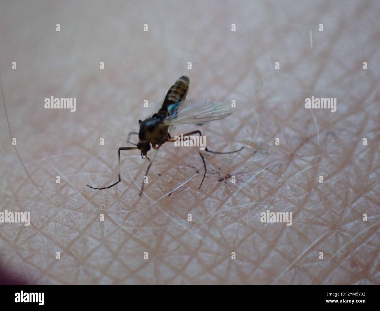 Non-biting Midges (Chironomidae Stock Photo - Alamy