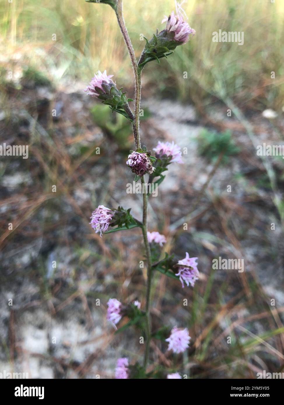 Appalachian blazing star (Liatris squarrulosa Stock Photo - Alamy