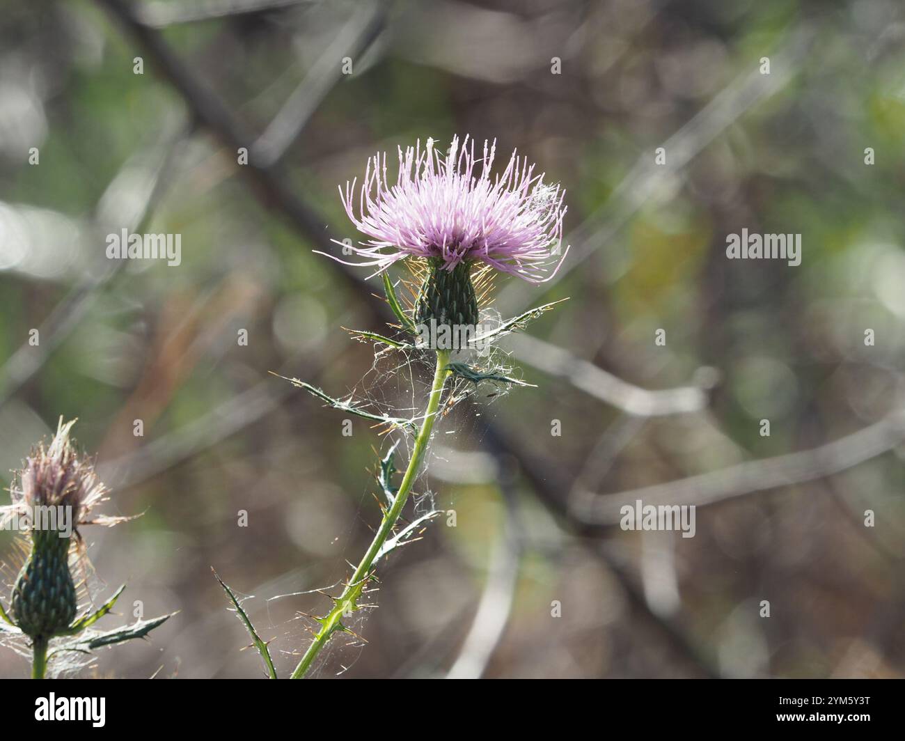 field thistle (Cirsium discolor Stock Photo - Alamy