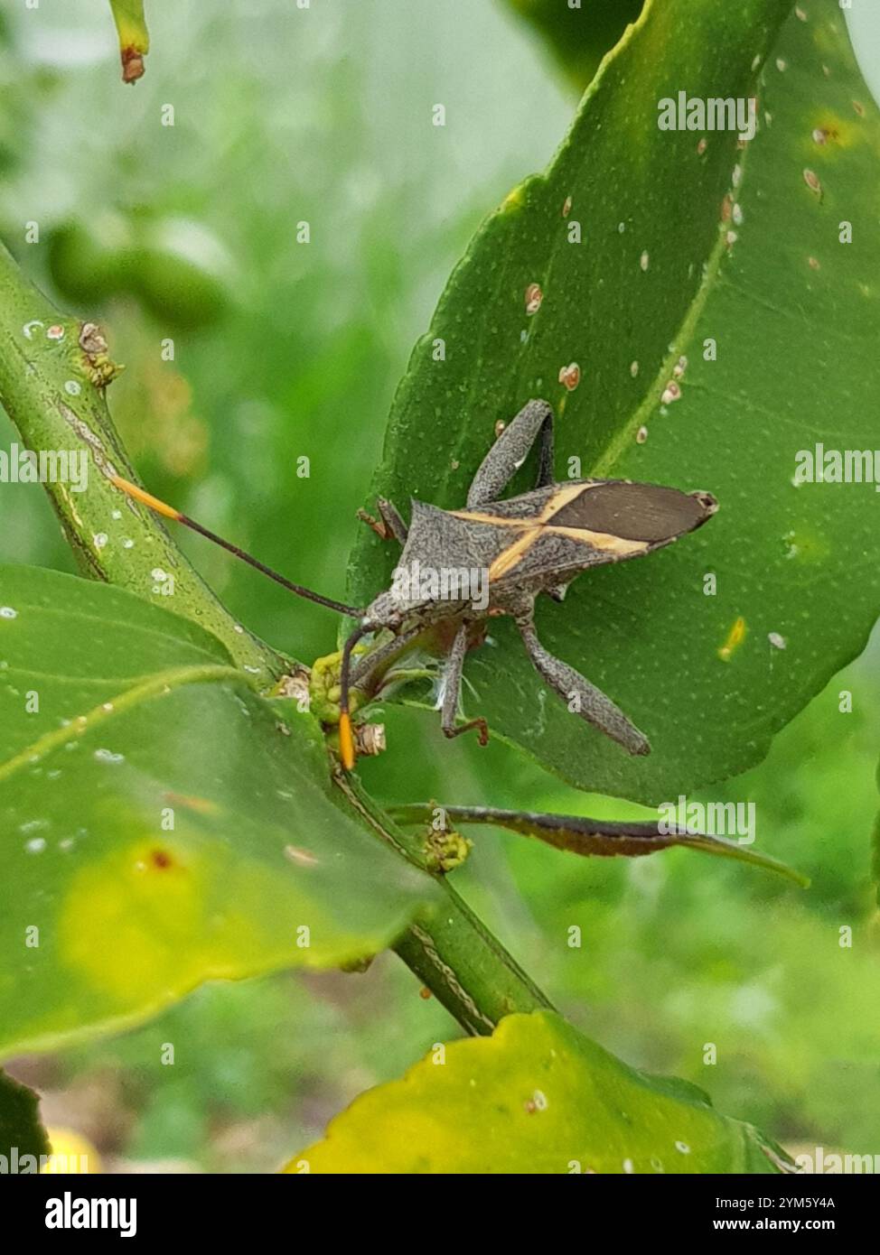 Crusader Bug (Mictis profana Stock Photo - Alamy