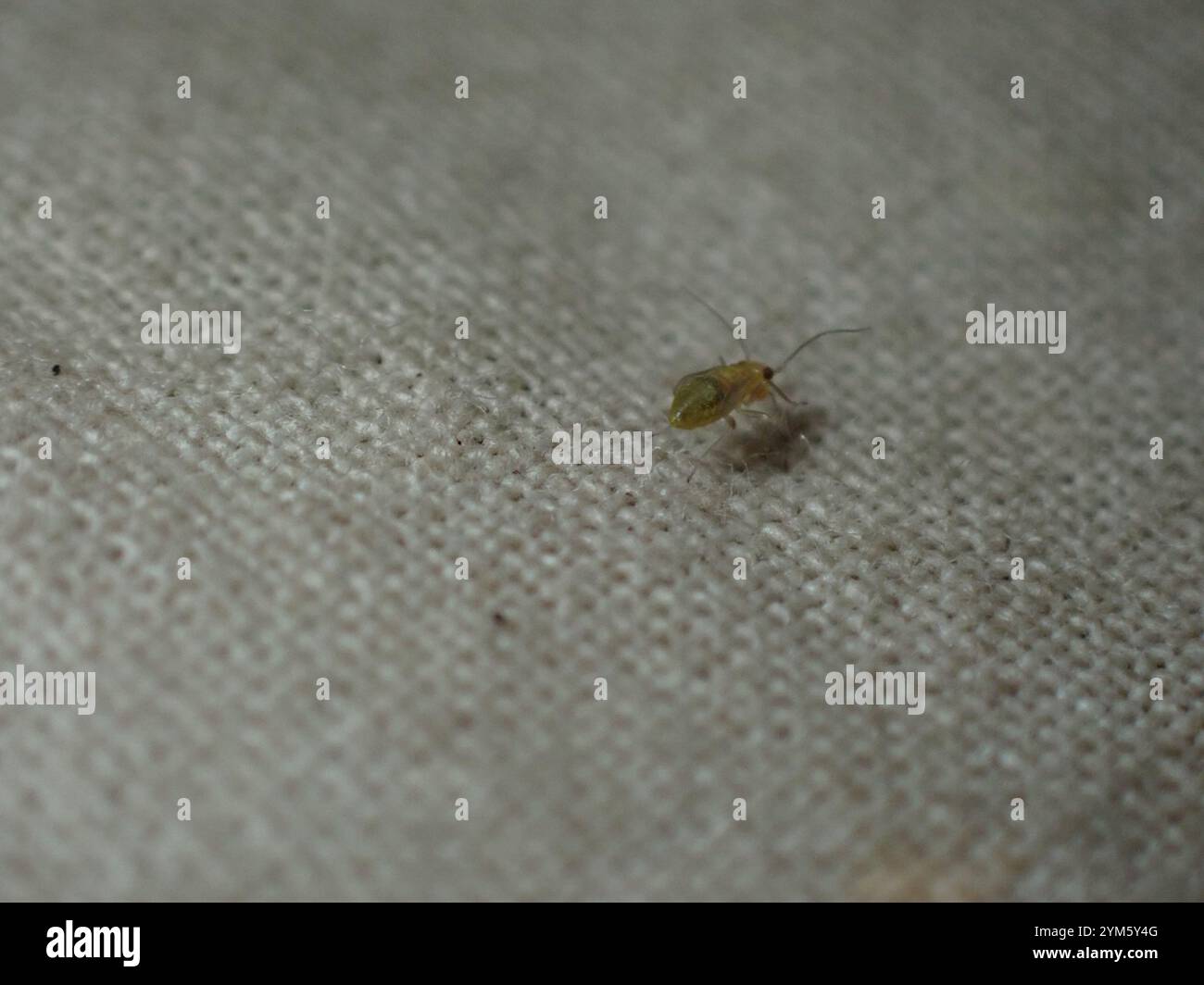 Barklice, Booklice, and Parasitic Lice (Psocodea Stock Photo - Alamy